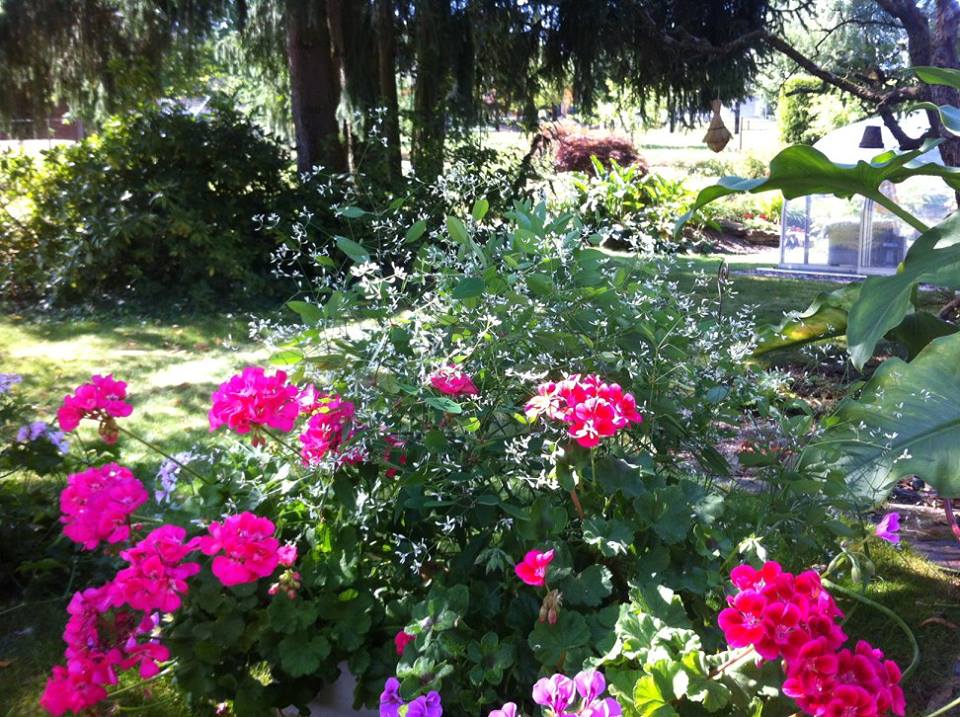Notre jardin en photos ... - C'était mieux demain