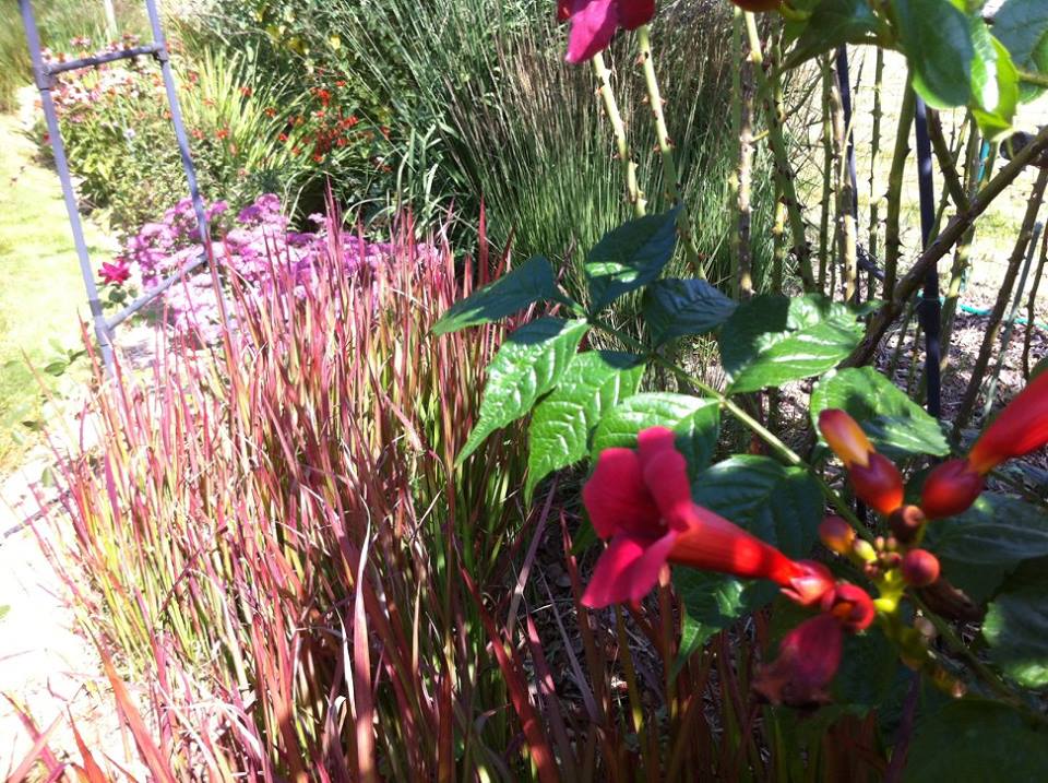 Notre jardin en photos ... - C'était mieux demain